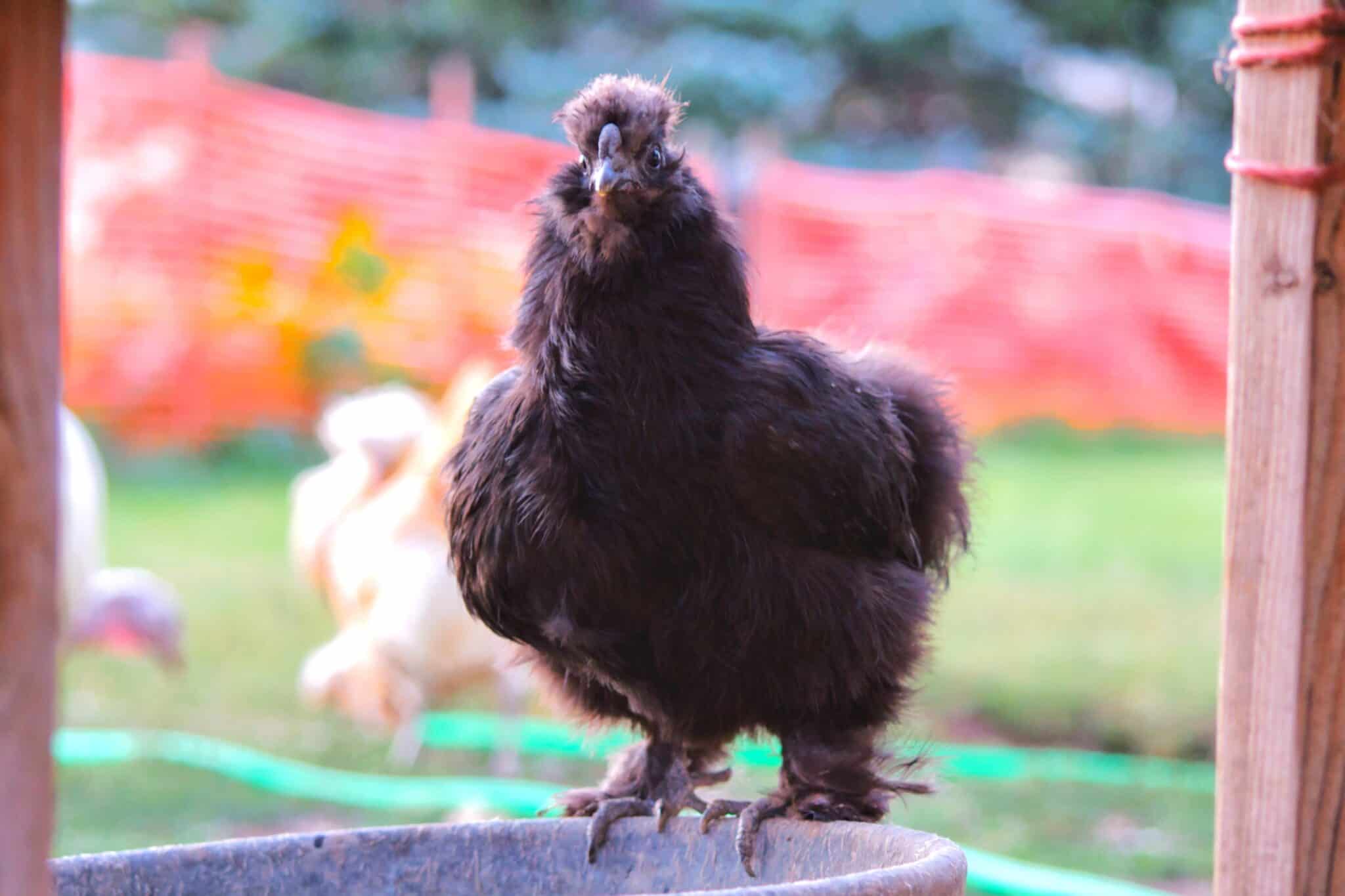 Black Silkie Chicken: Breed Profile, Facts & Pictures