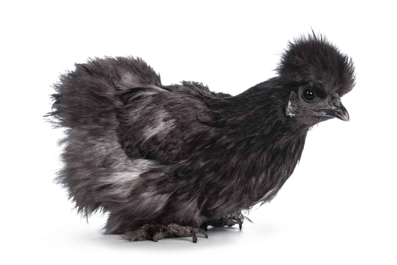 Black Silkie Chicken: Breed Profile, Facts & Pictures