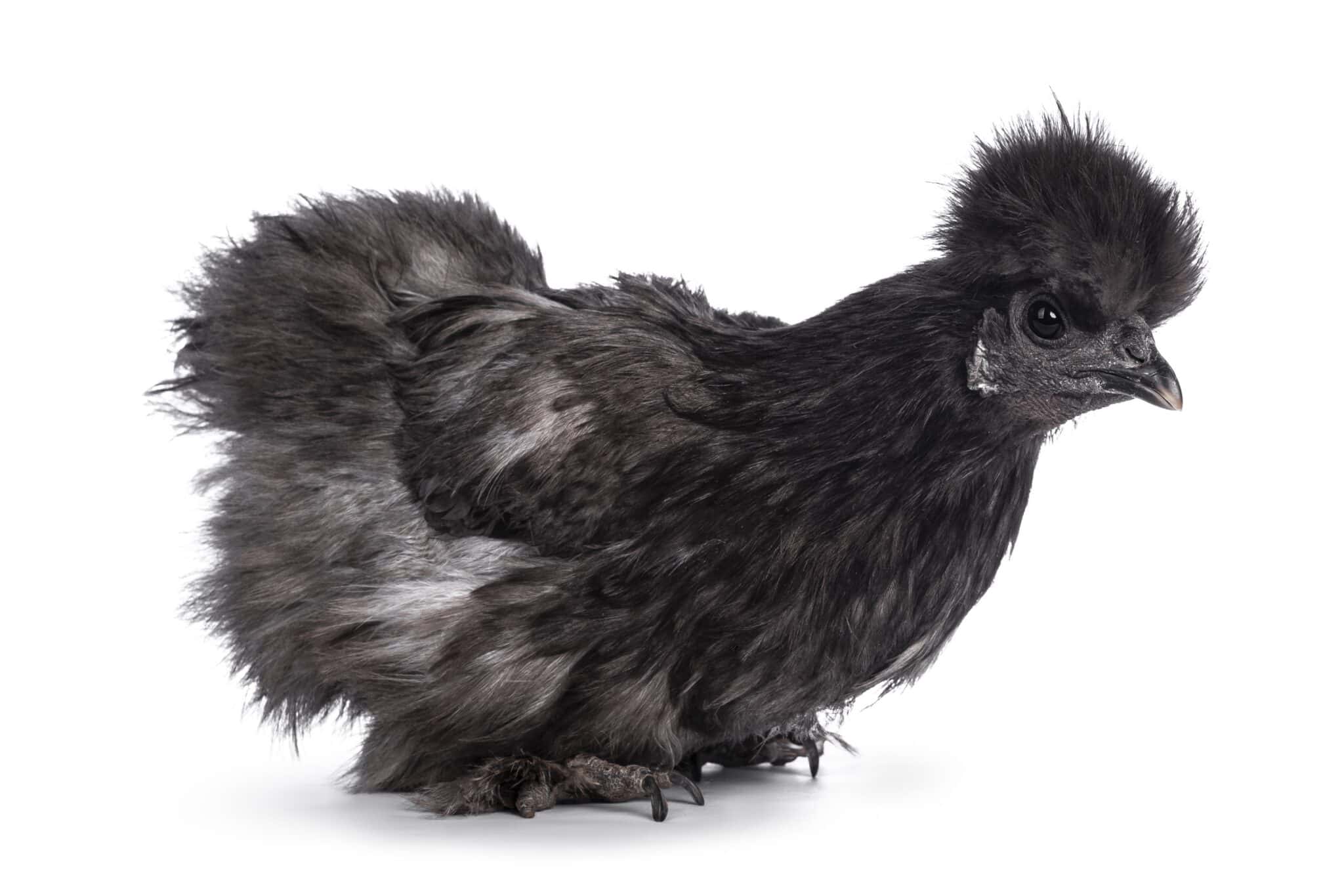 Black Silkie Chicken: Breed Profile, Facts & Pictures