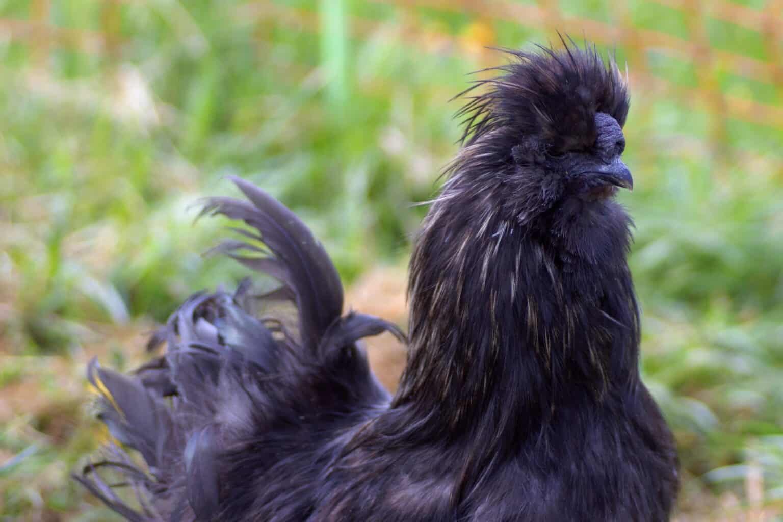 Black Silkie Chicken: Breed Profile, Facts & Pictures