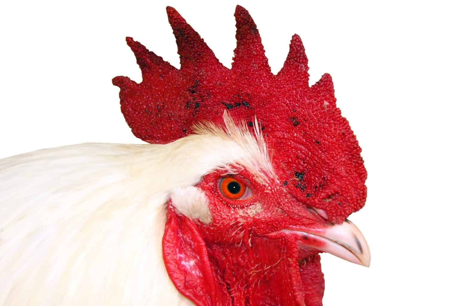 Black Spots on Chicken Comb: Top 15 Causes & What to Do