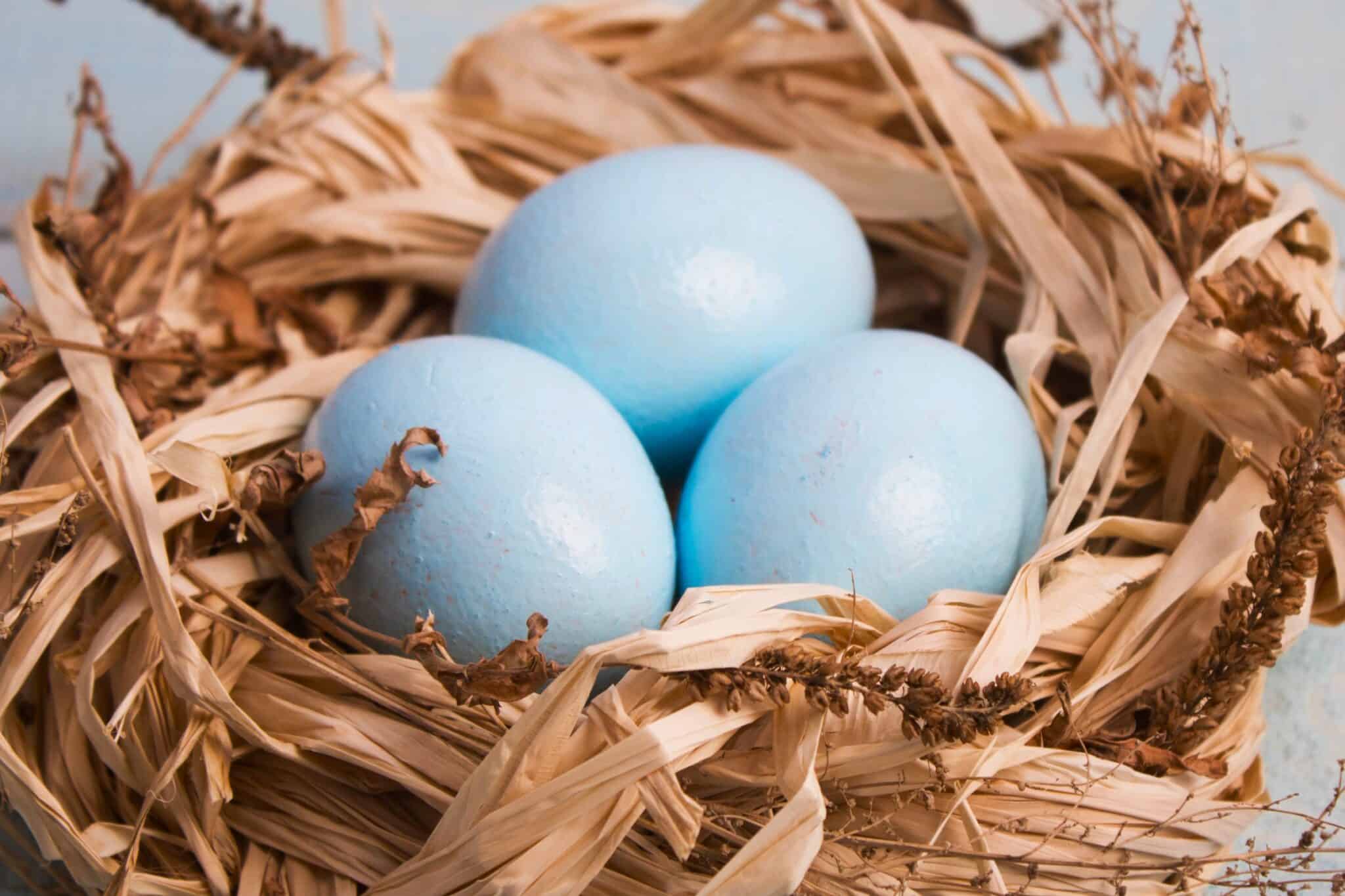 Chicken Egg Colors Chart (By Egg Color & By Breed)