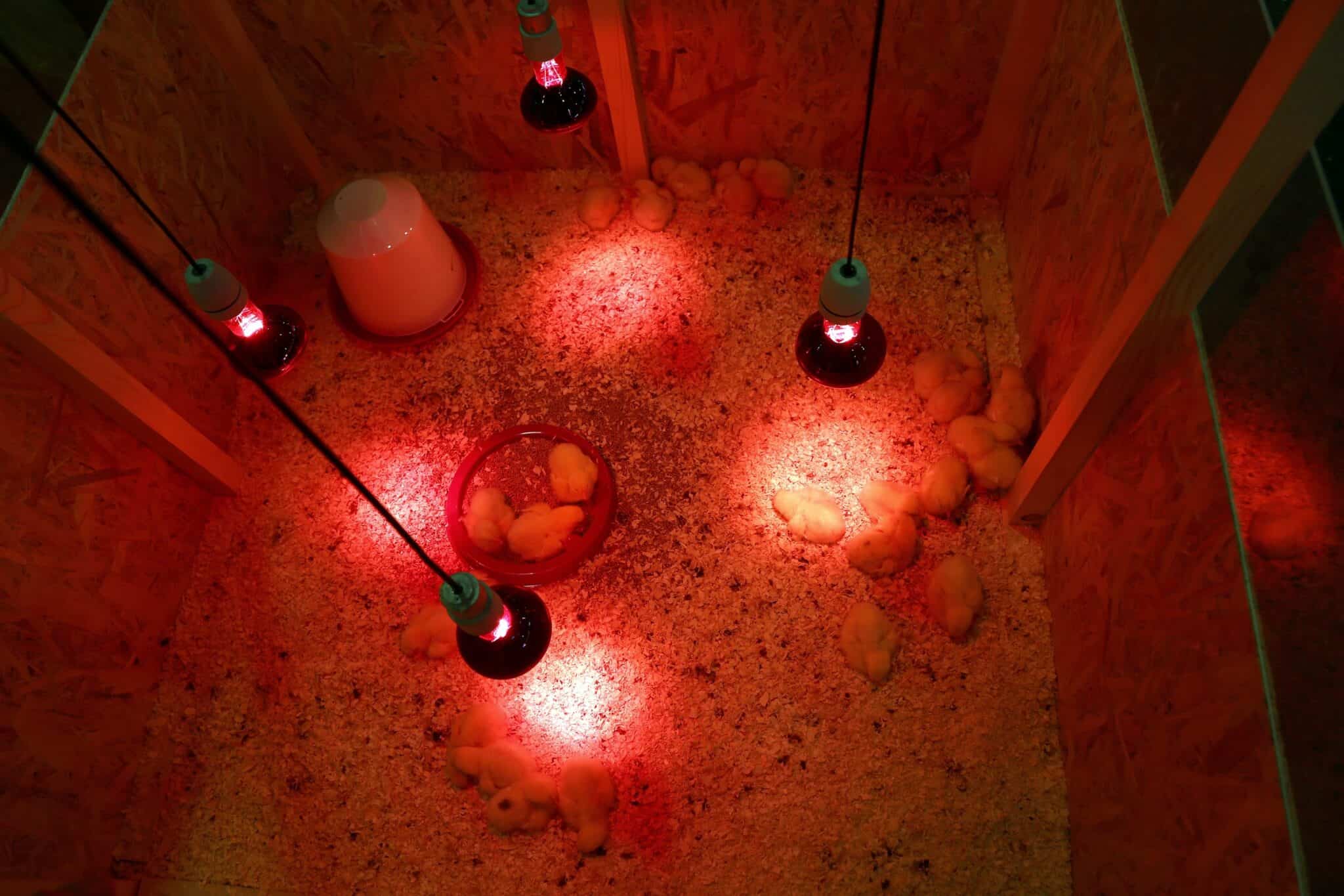 Temperature Chart and Guide for Baby Chicks - Daily Chickens