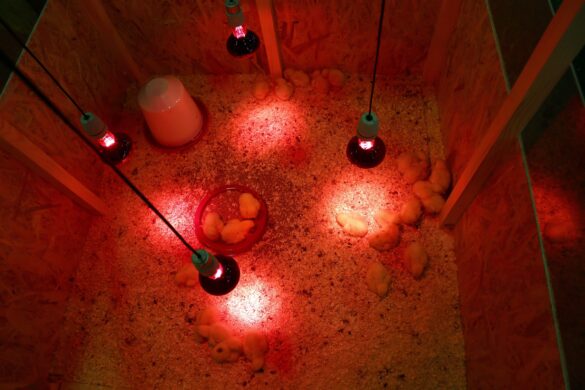 Temperature Chart and Guide for Baby Chicks - Daily Chickens