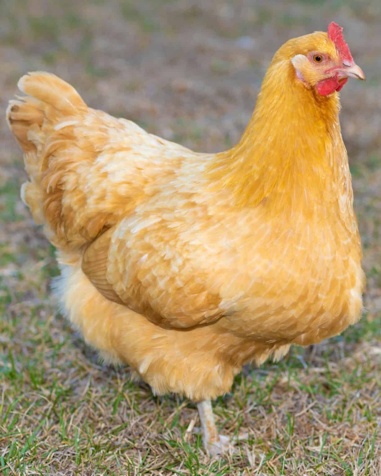 Top 12 Chickens That Lay Pink Eggs (With Pictures!)