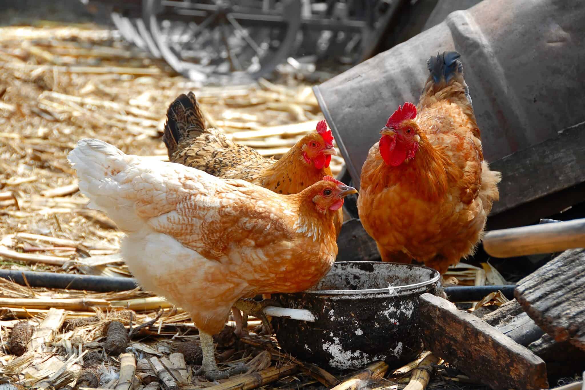 Corid for Chickens: Dosage Guidelines for Coccidiosis