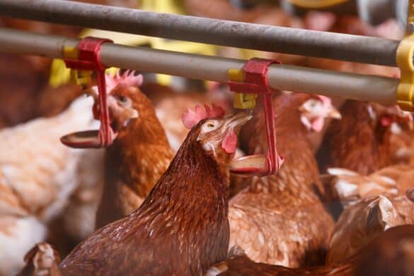 Chicken Poop Guide: Is Your Chicken's Poop Normal?