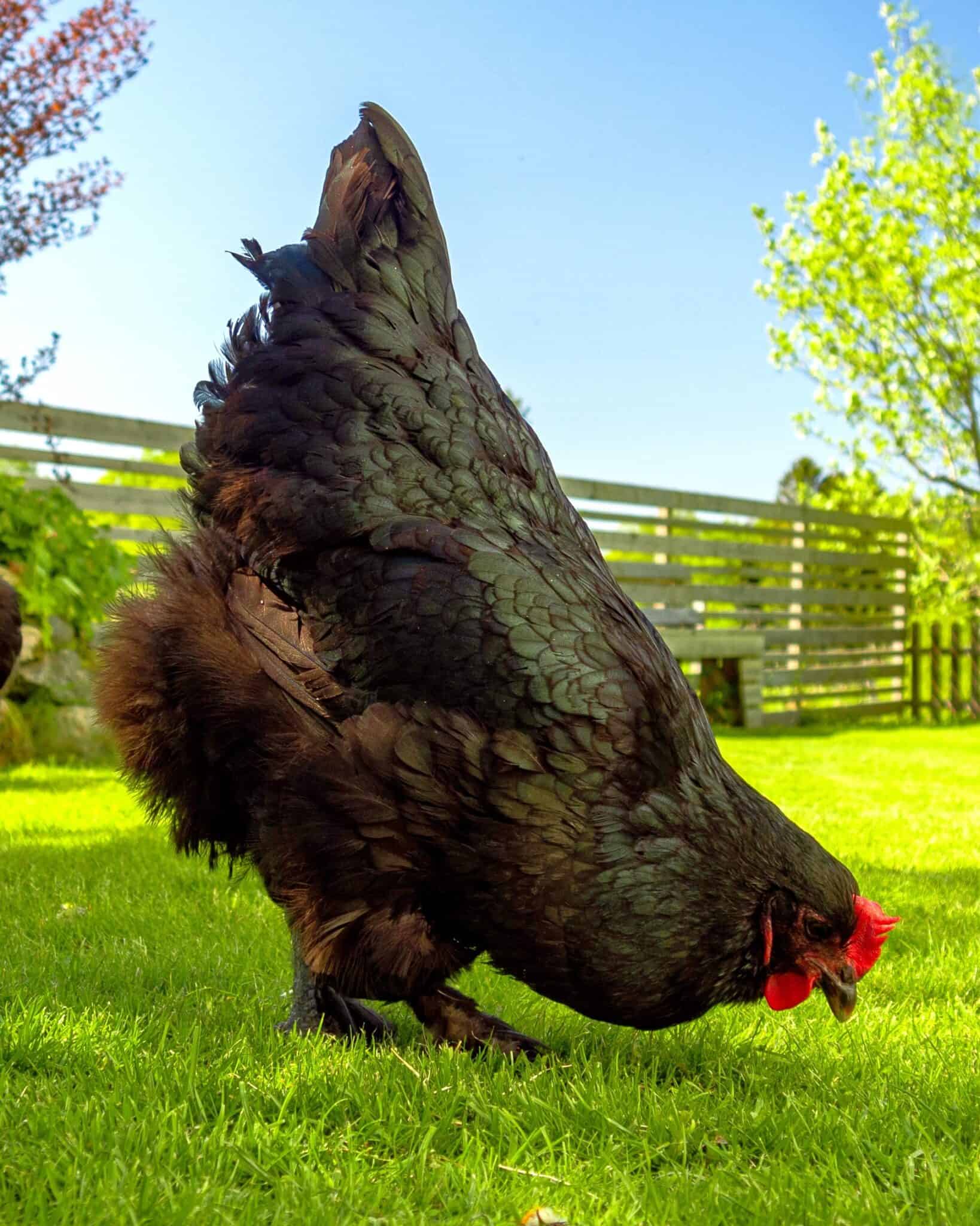 Top 12 Chickens That Lay Pink Eggs (With Pictures!)