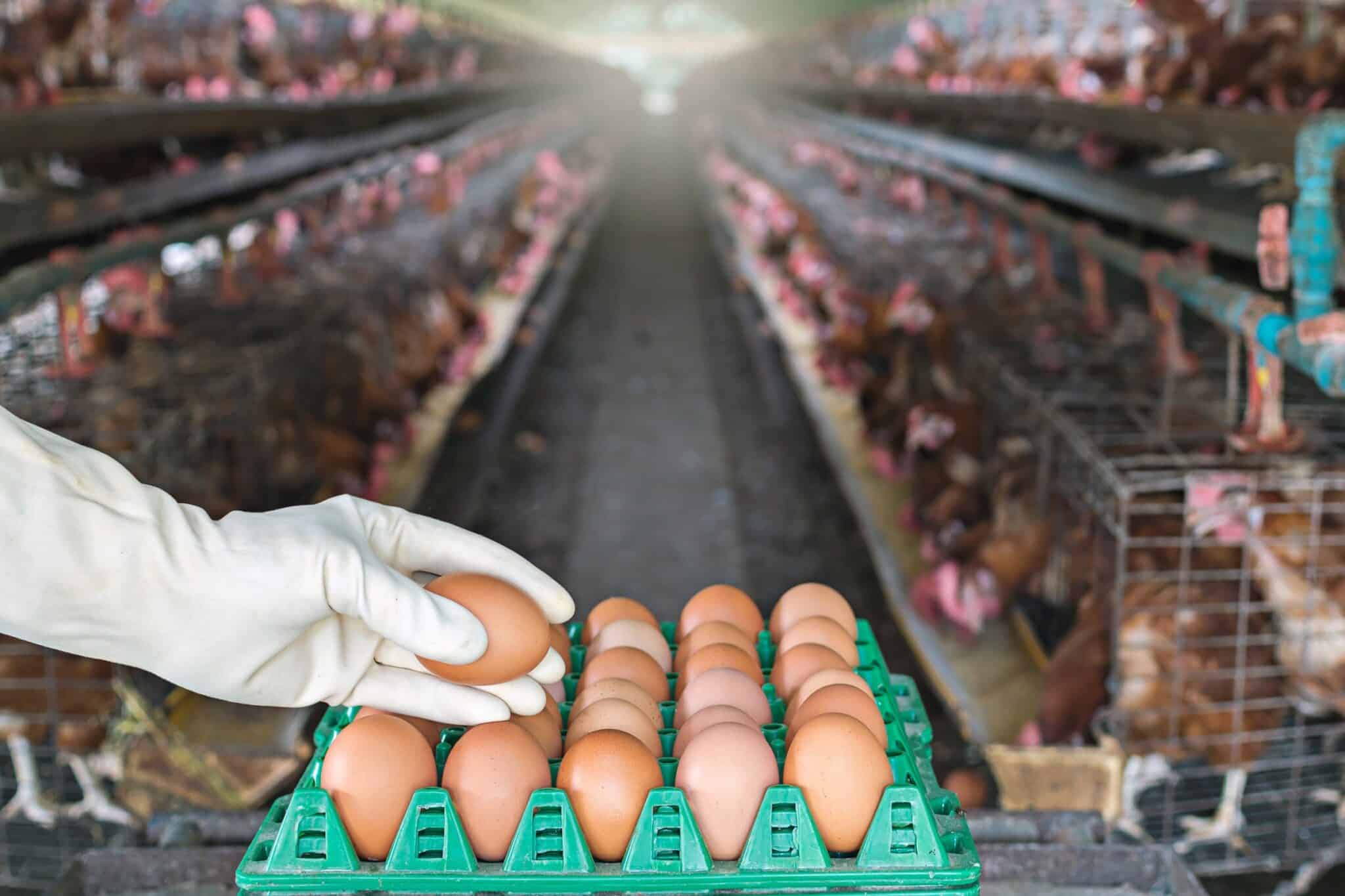 How Many Eggs Can a Chicken Lay in a Day? (A Detailed Guide)