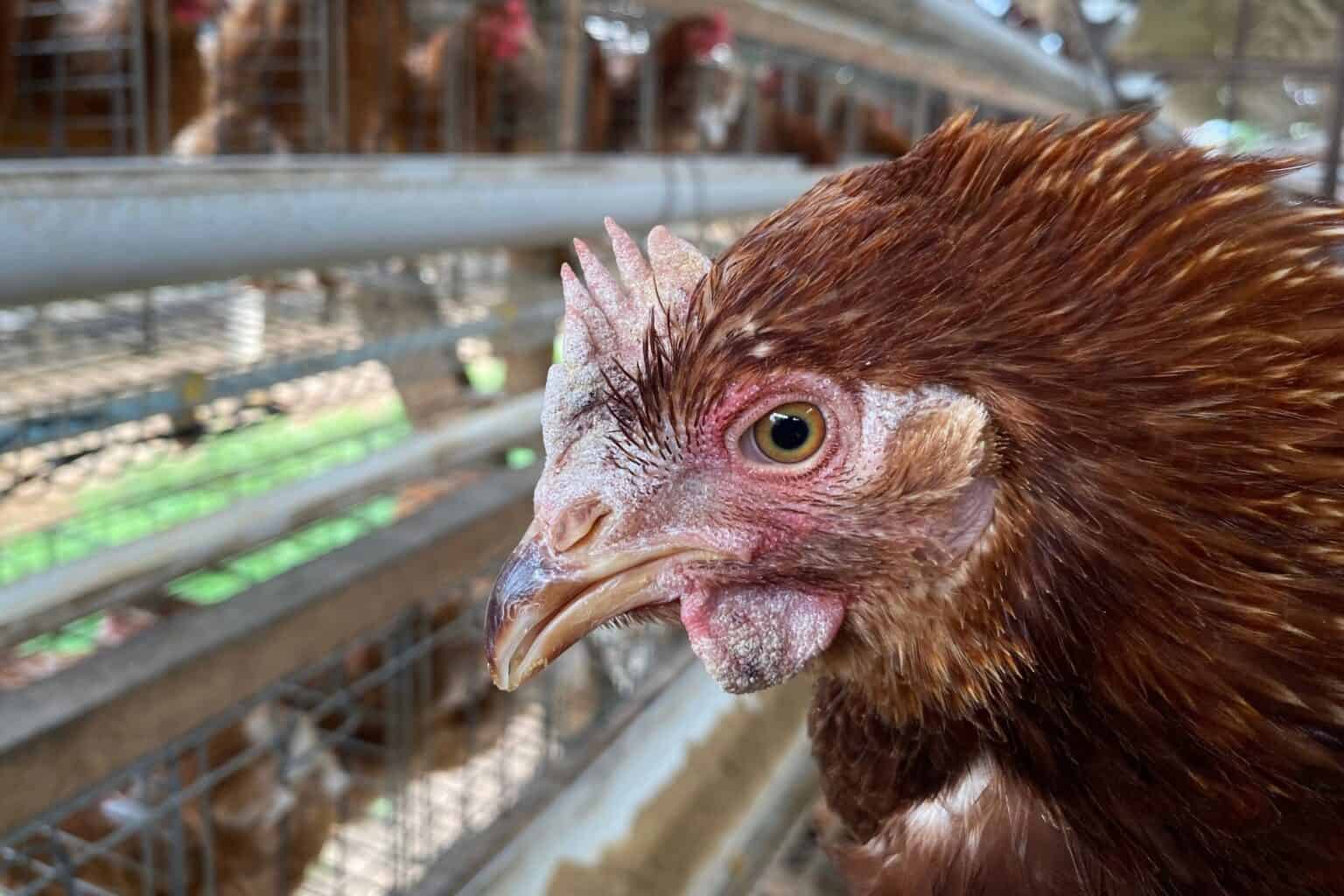 Black Spots on Chicken Comb: Top 15 Causes & What to Do