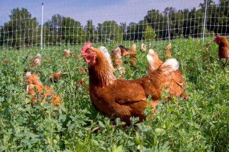 Gold Star Chicken: Breed Profile, Pictures & Facts