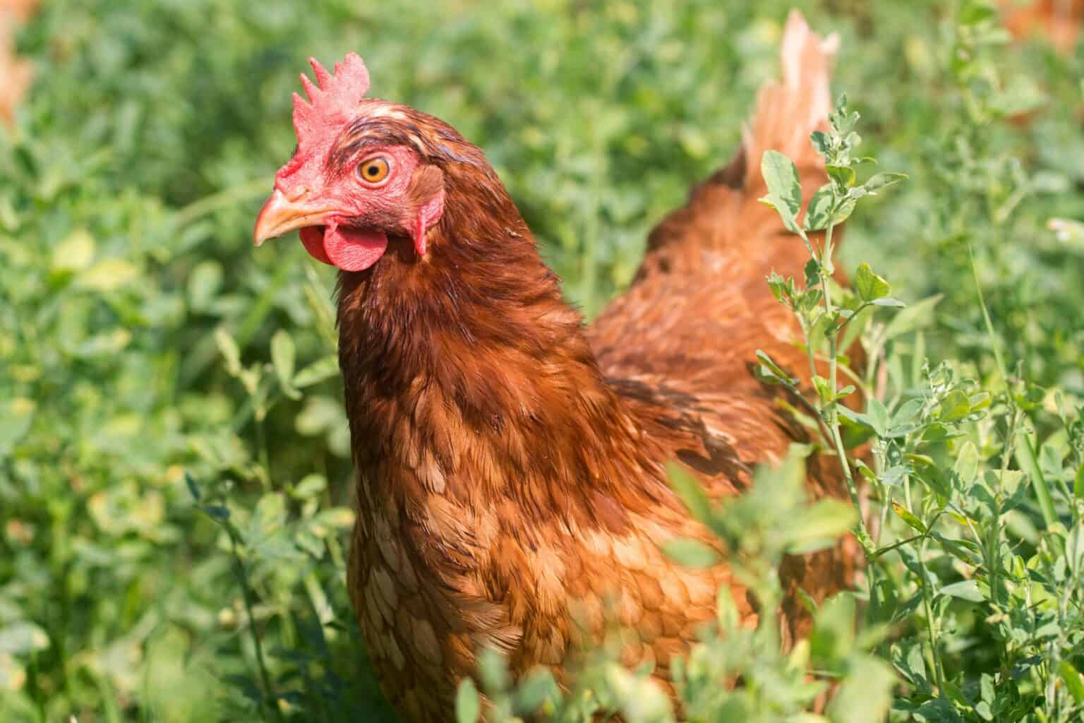 Gold Star Chicken: Breed Profile, Pictures & Facts