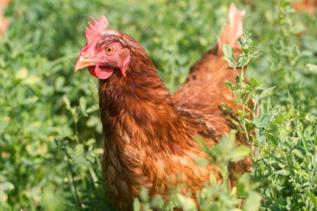Gold Star Chicken: Breed Profile, Pictures & Facts