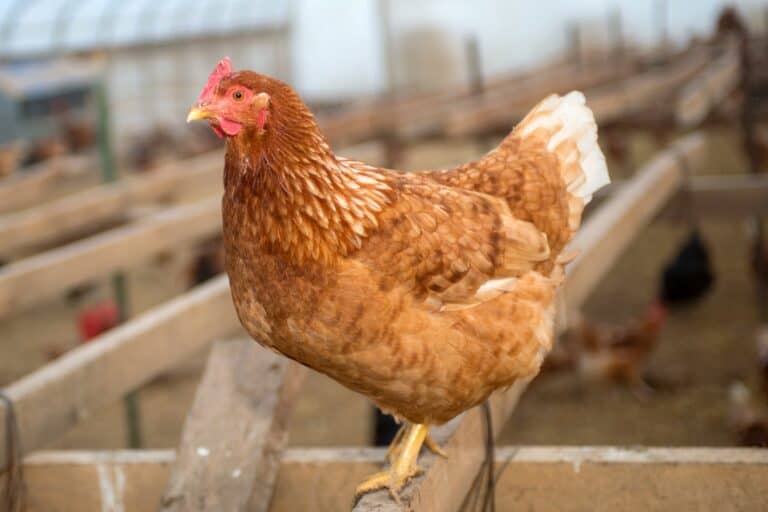 Gold Star Chicken: Breed Profile, Pictures & Facts