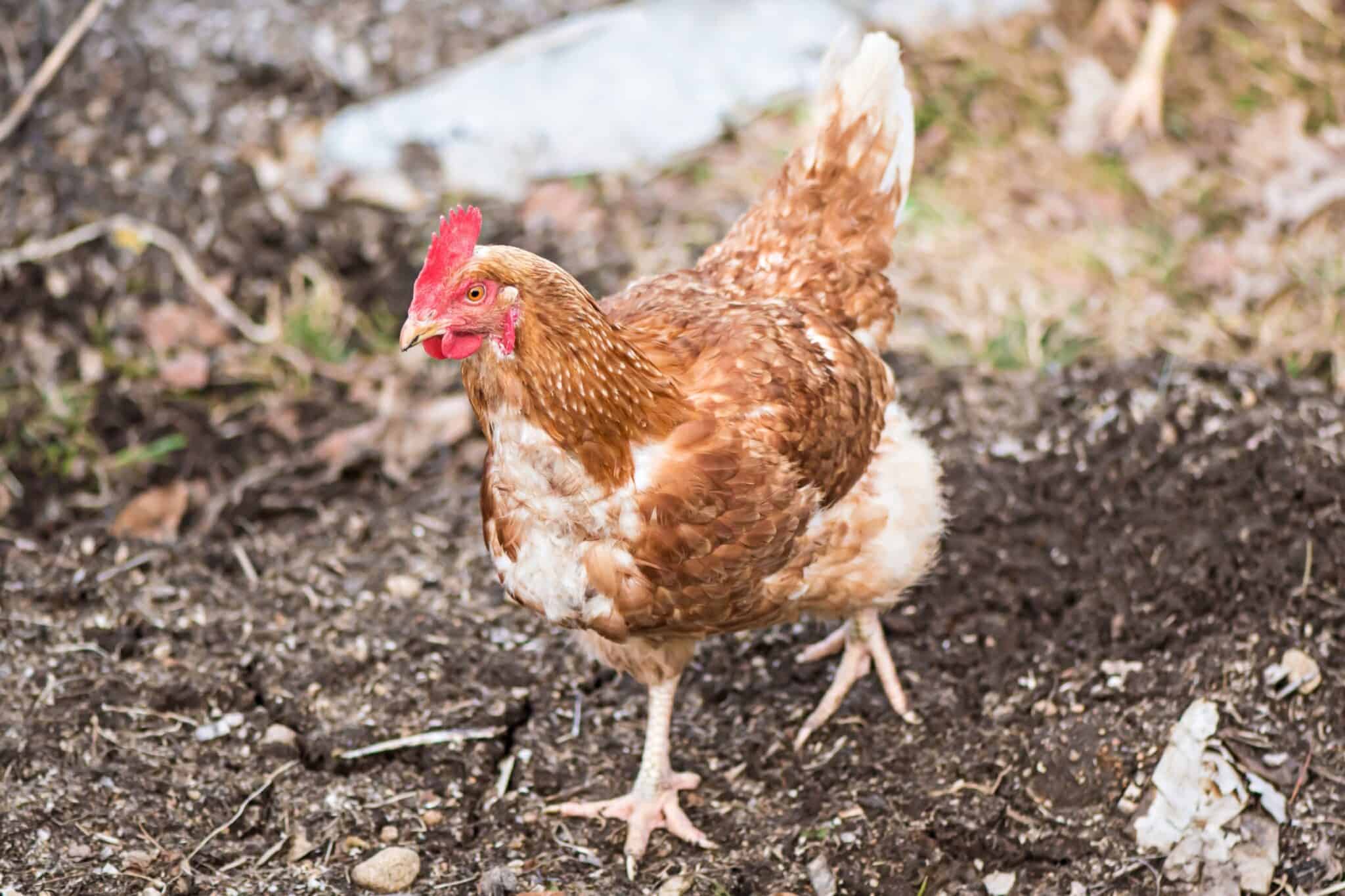 Gold Star Chicken: Breed Profile, Pictures & Facts