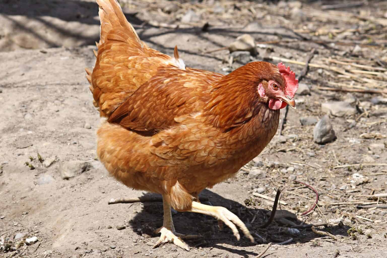 Gold Star Chicken: Breed Profile, Pictures & Facts