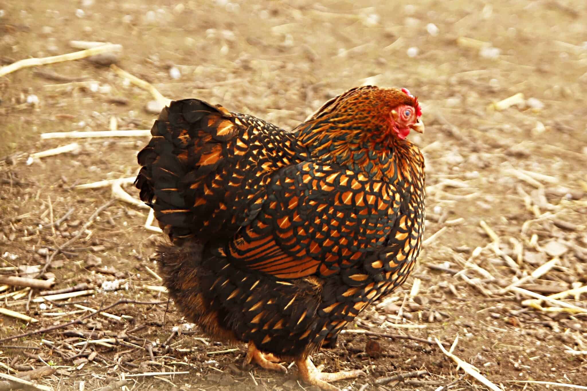 Golden Laced Wyandotte: Breed Profile, Facts & Pictures