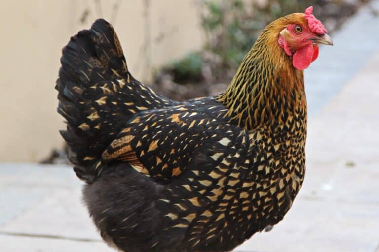 Golden Laced Wyandotte: Breed Profile, Facts & Pictures