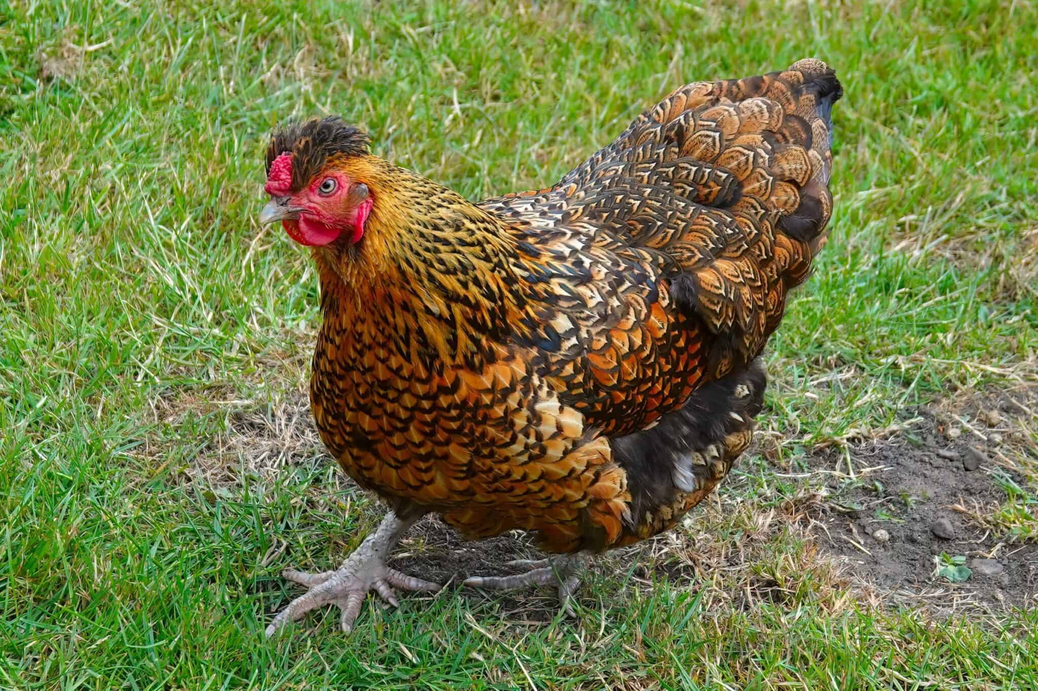 Golden Laced Wyandotte: Breed Profile, Facts & Pictures
