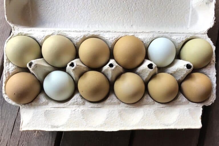 Chicken Egg Colors Chart (By Egg Color & By Breed)