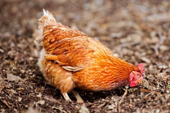 ISA Brown Chicken: Breed Profile, Facts & Pictures