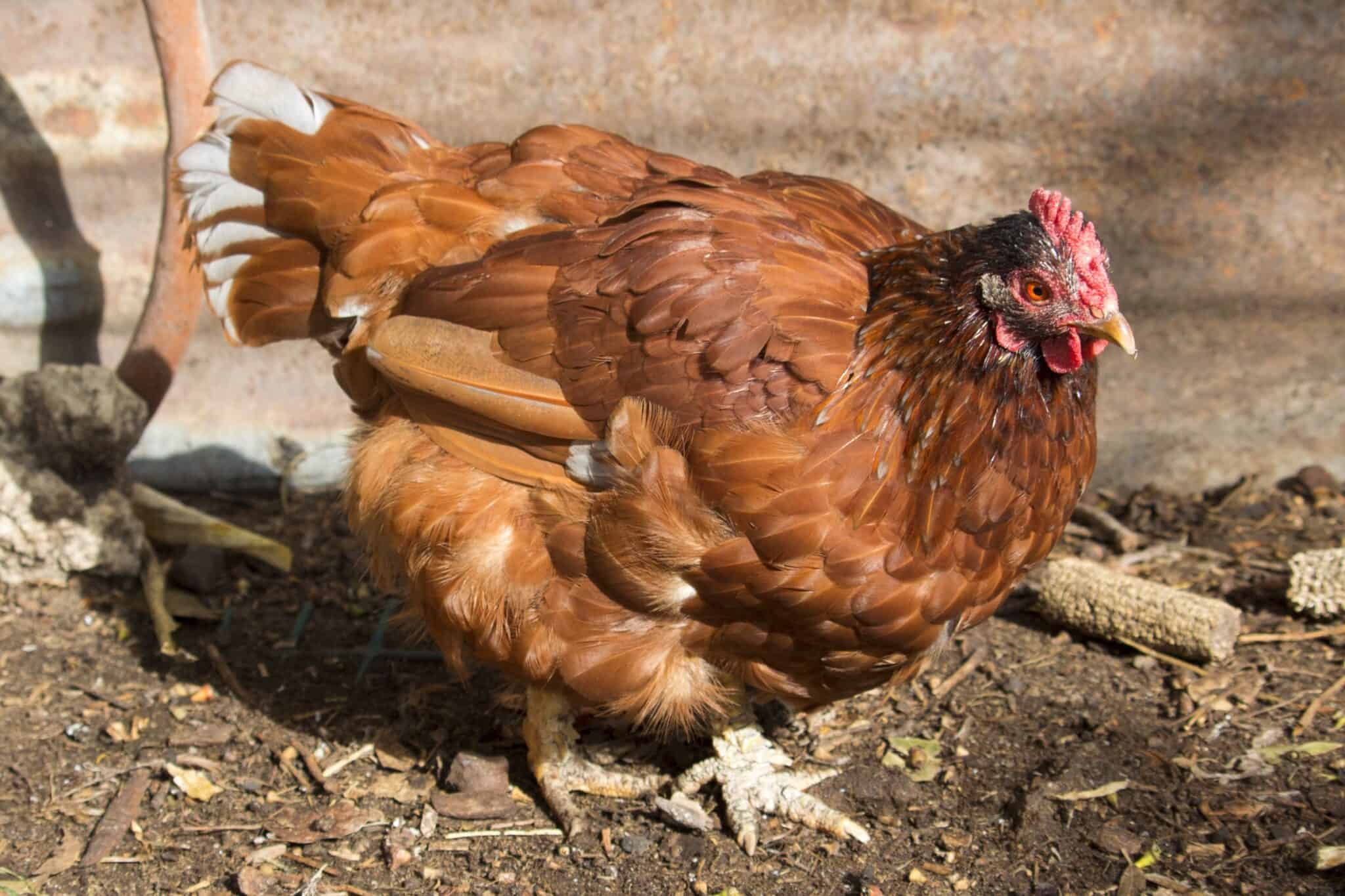 ISA Brown Chicken: Breed Profile, Facts & Pictures