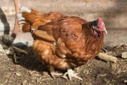 ISA Brown Chicken: Breed Profile, Facts & Pictures