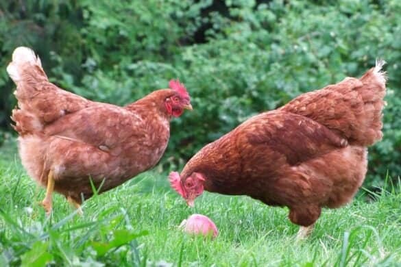 12 Chickens That Lay Green Eggs (With Pictures!)