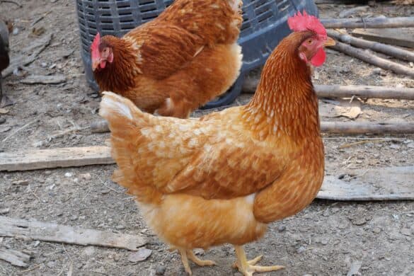 ISA Brown Chicken: Breed Profile, Facts & Pictures