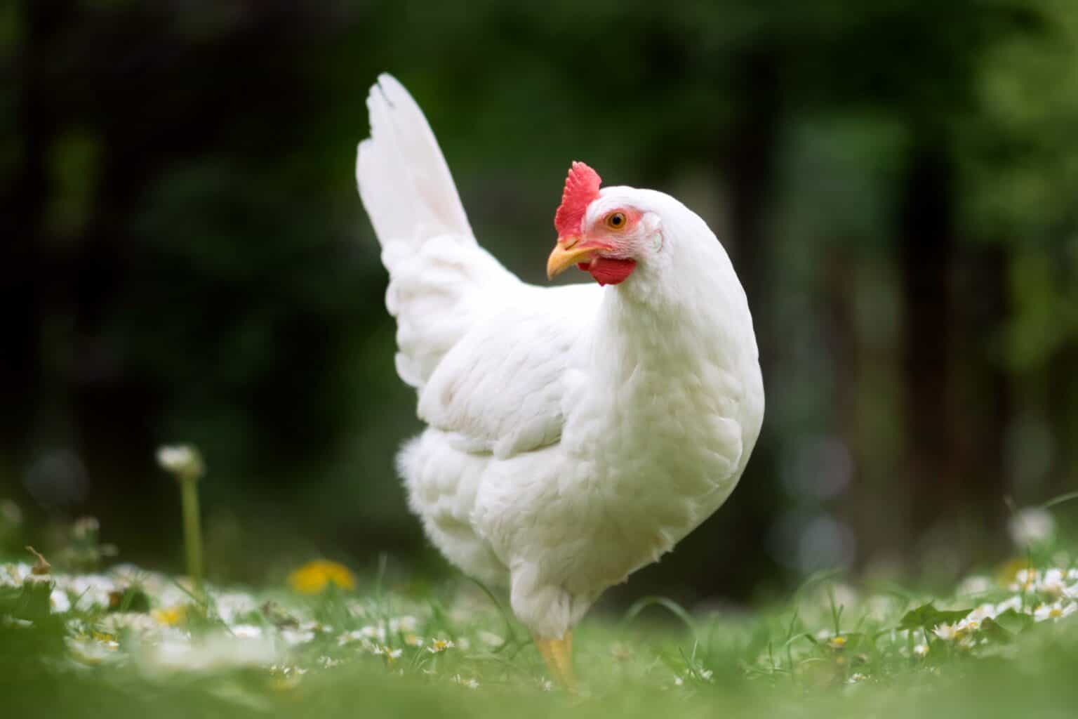Leghorn Chicken: Breed Information, Pictures & Facts