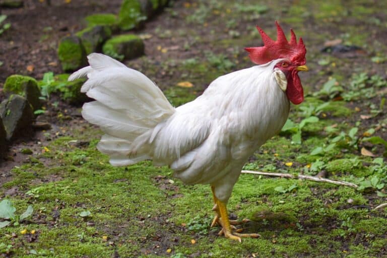 Leghorn Chicken: Breed Information, Pictures & Facts