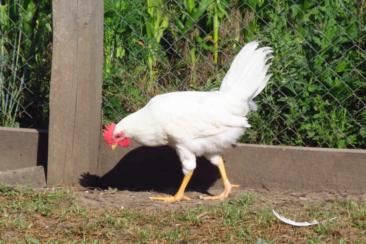 Leghorn Chicken: Breed Information, Pictures & Facts