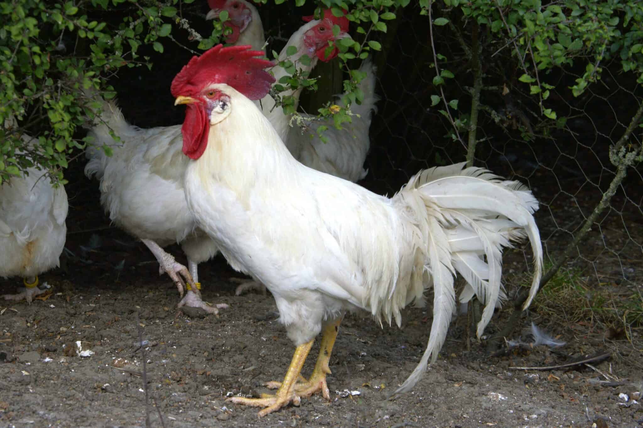 Leghorn Chicken: Breed Information, Pictures & Facts