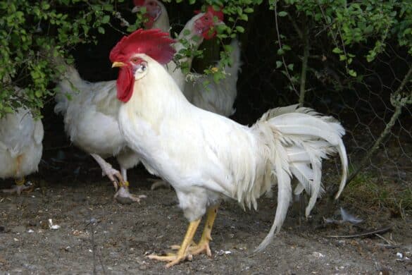 Leghorn Chicken: Breed Information, Pictures & Facts