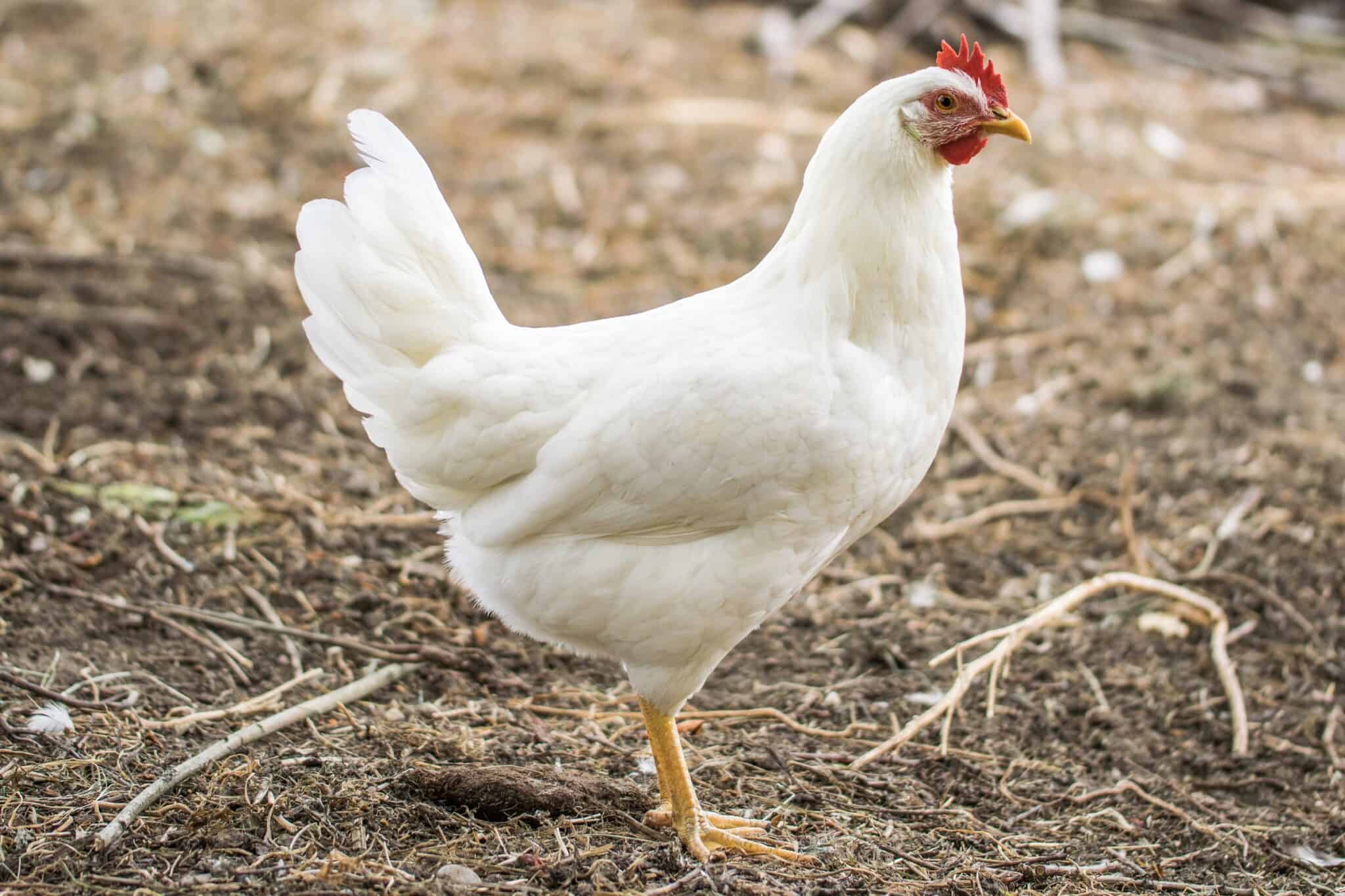 Leghorn Chicken: Breed Information, Pictures & Facts
