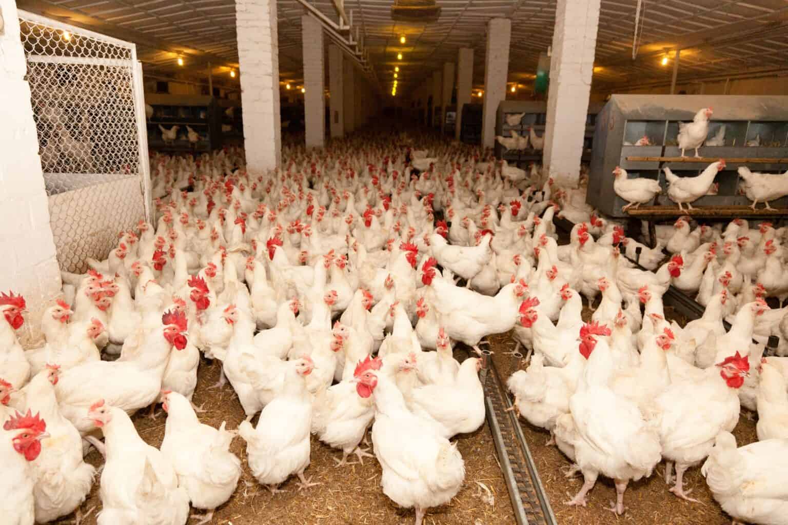Leghorn Chicken: Breed Information, Pictures & Facts