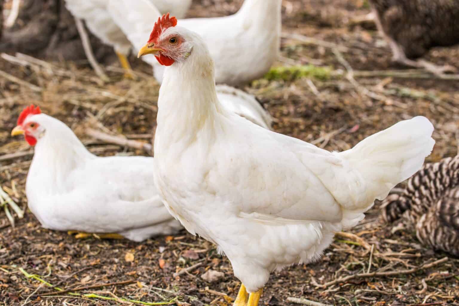 Leghorn Chicken: Breed Information, Pictures & Facts