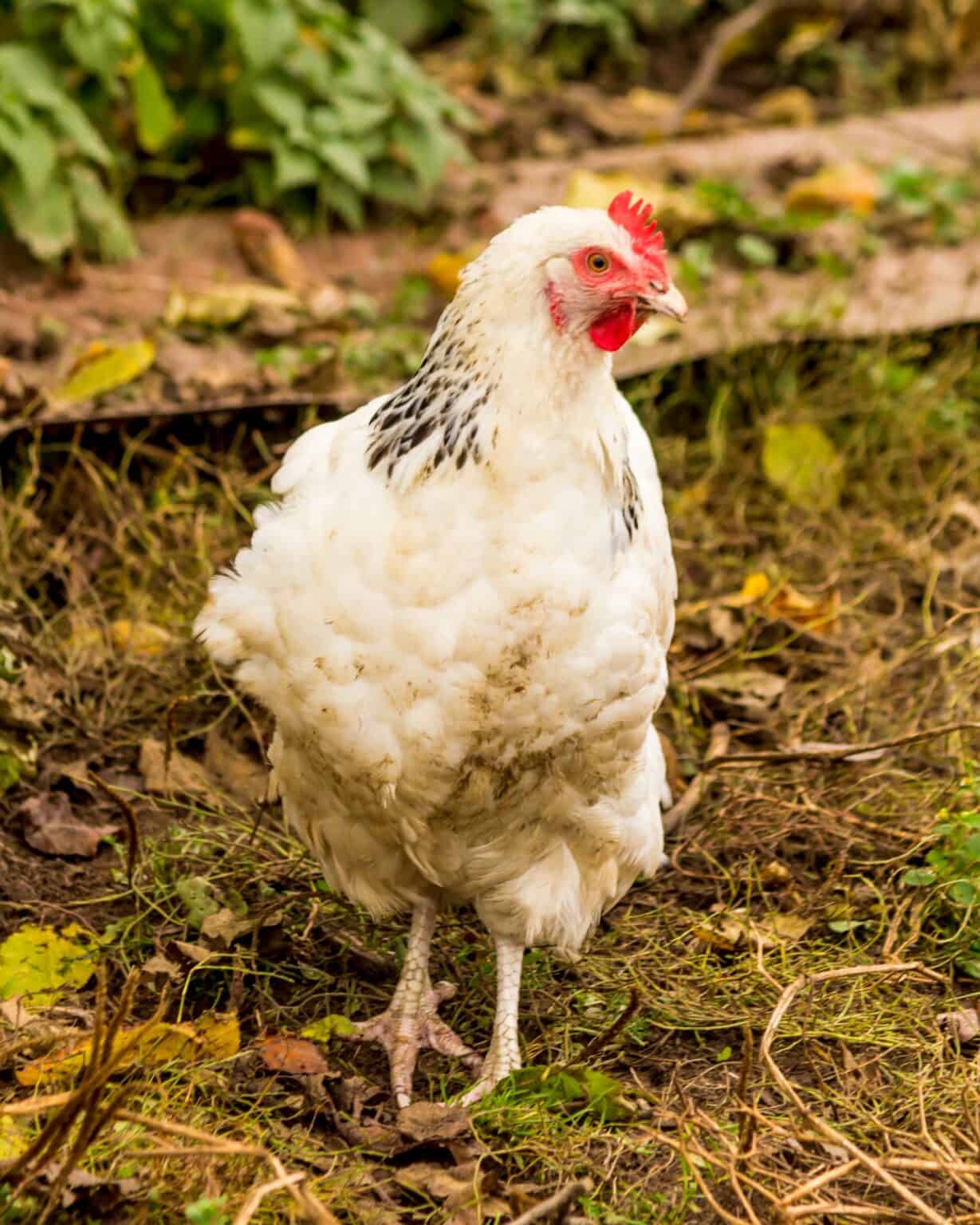 Top 12 Chickens That Lay Pink Eggs (With Pictures!)