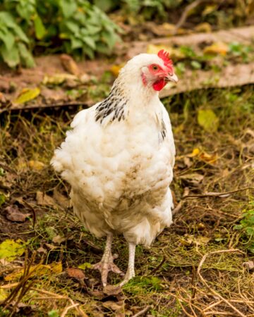 Top 12 Chickens That Lay Pink Eggs (With Pictures!)