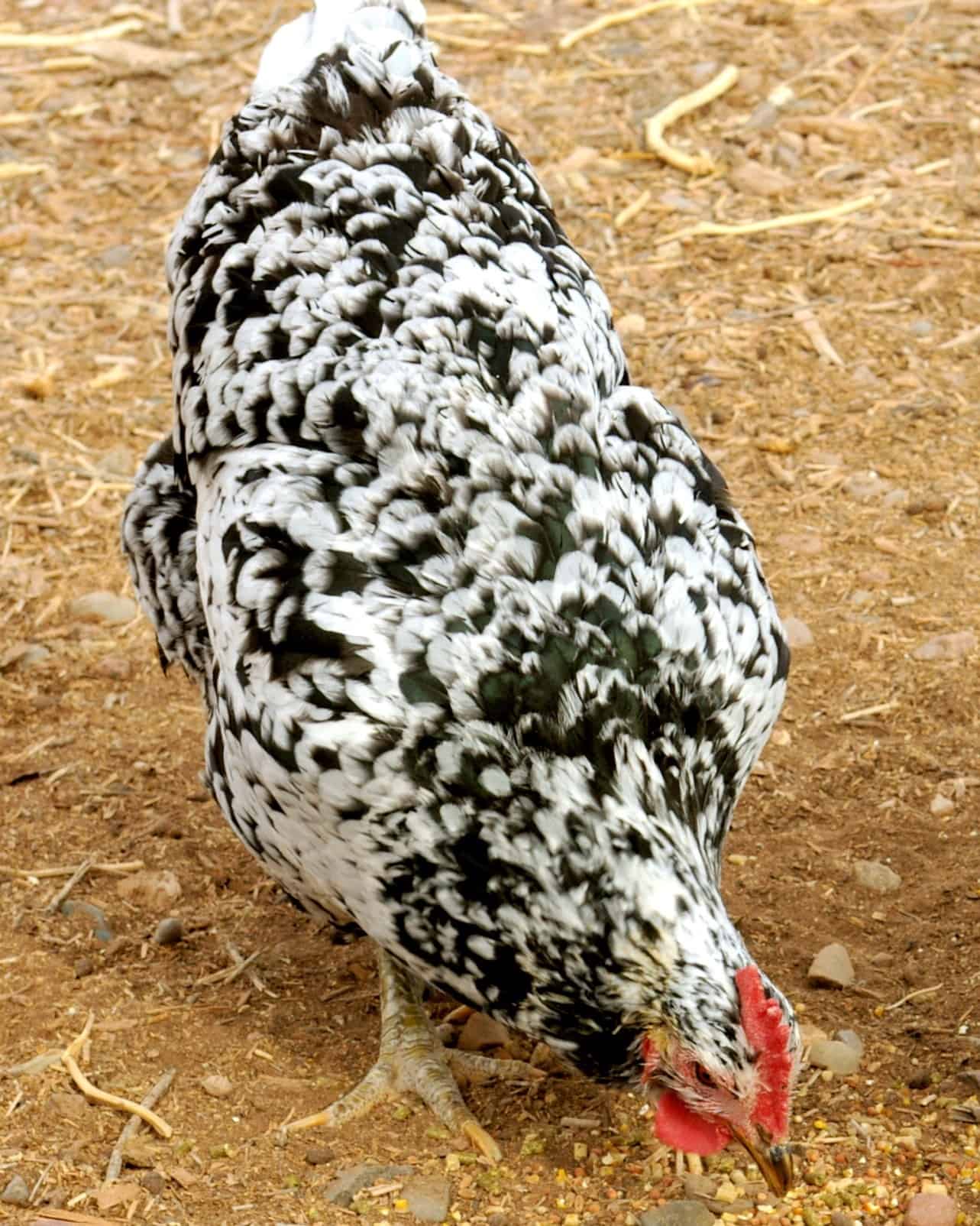 Top 12 Chickens That Lay Pink Eggs (With Pictures!)
