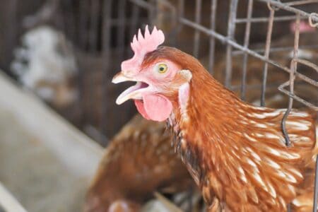 Black Spots on Chicken Comb: Top 15 Causes & What to Do
