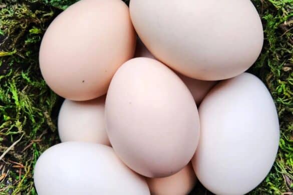 Chicken Egg Colors Chart (By Egg Color & By Breed)