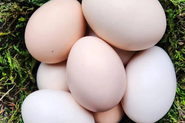 Chicken Egg Colors Chart (By Egg Color & By Breed)