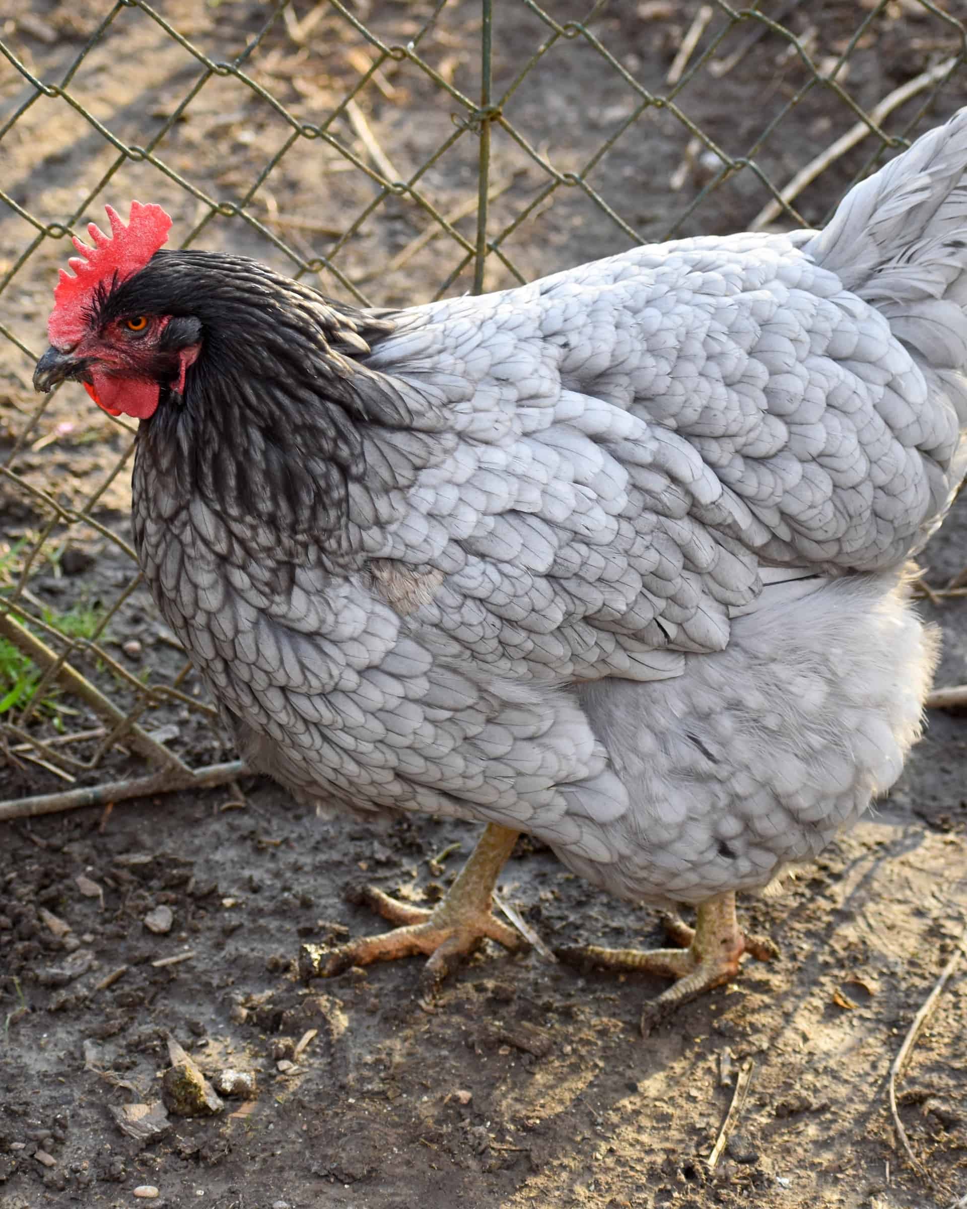 Top 12 Chickens That Lay Pink Eggs (With Pictures!)