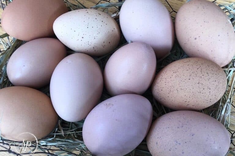 Chicken Egg Colors Chart (By Egg Color & By Breed)