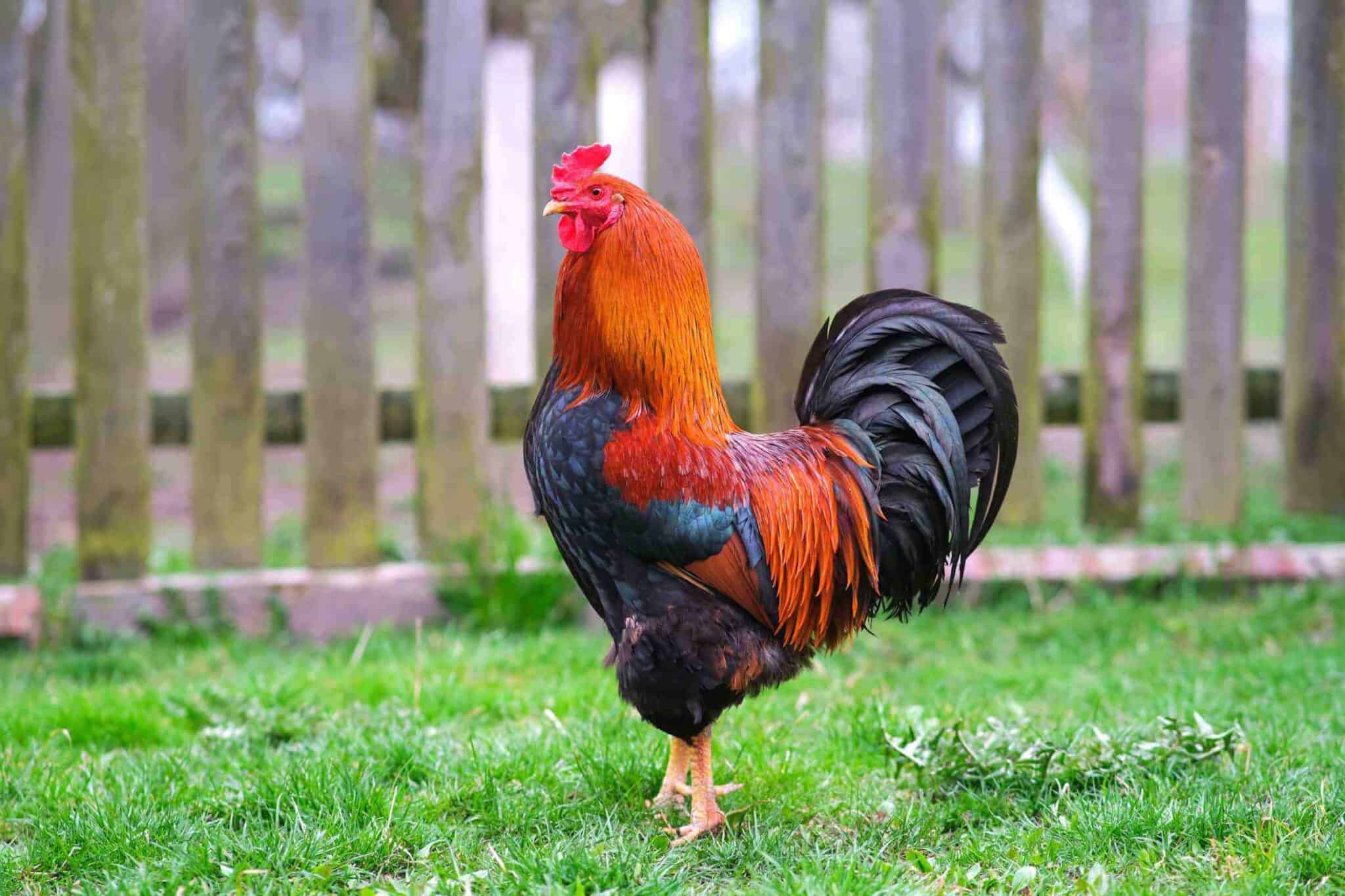 Do Roosters Have a Penis? (No, and Here's Why)