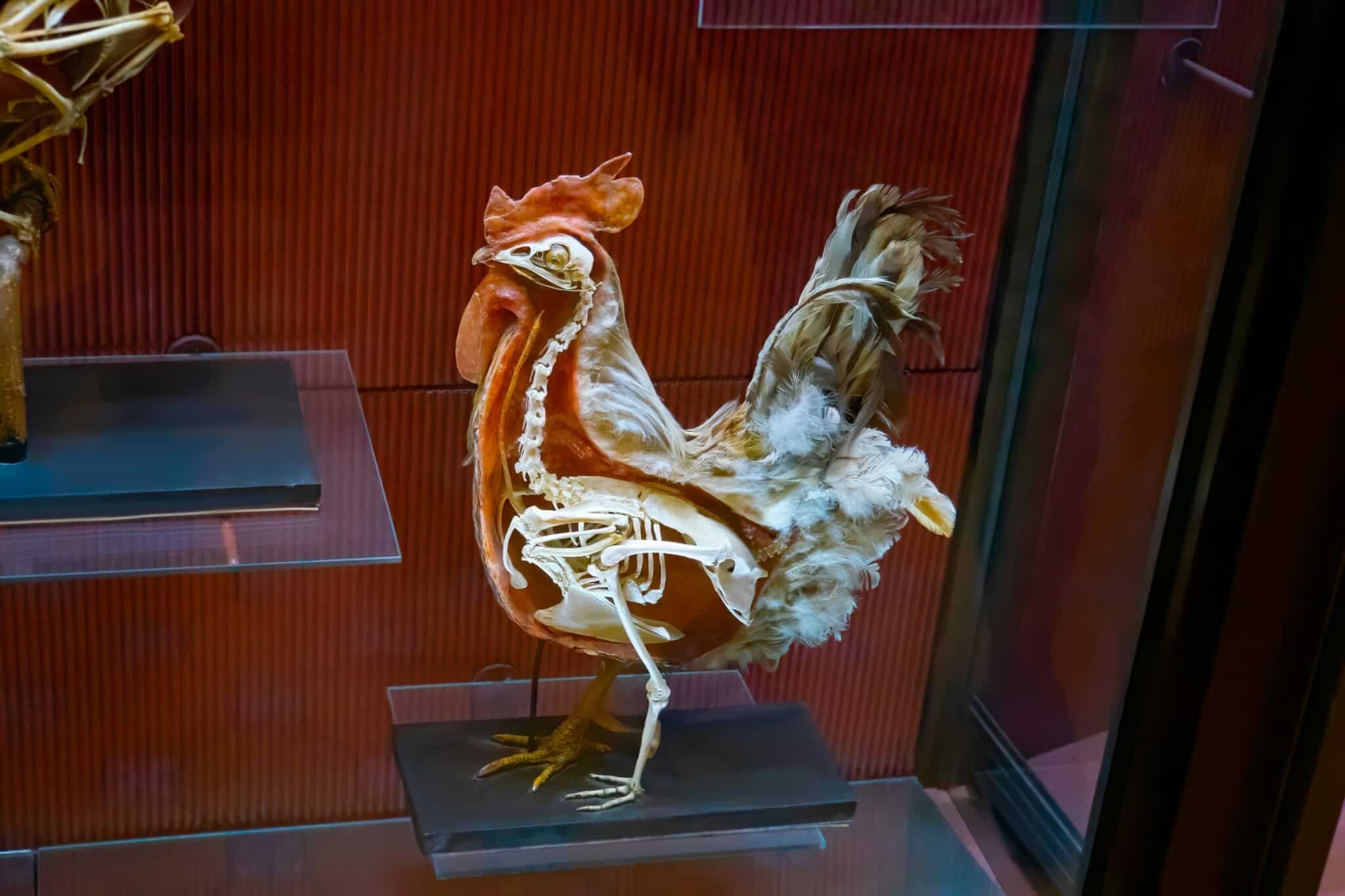 Do Roosters Have a Penis? (No, and Here's Why)