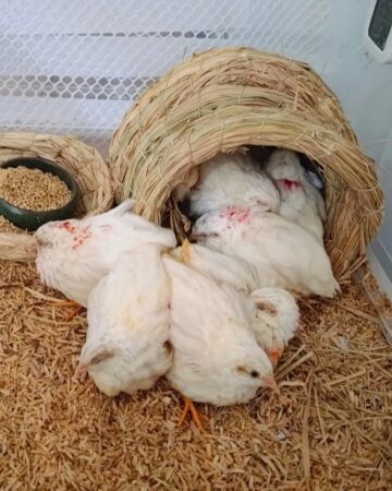 Rutin Chicken: Breed Profile & Facts (With Pictures!)