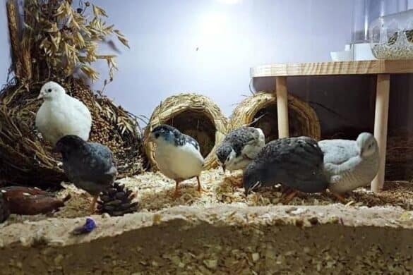 Rutin Chicken: Breed Profile & Facts (With Pictures!)