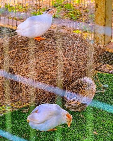 Rutin Chicken: Breed Profile & Facts (With Pictures!)